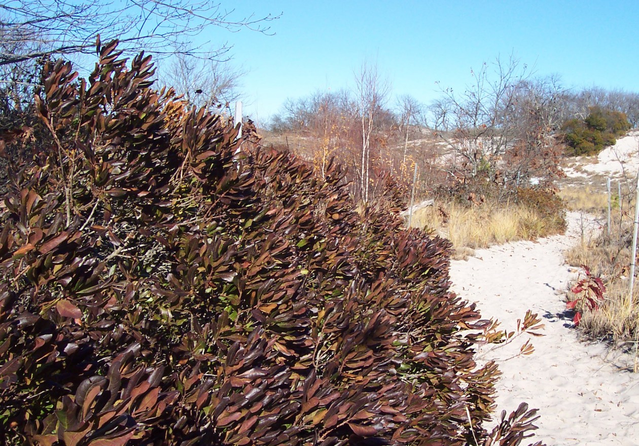 Winter Walks in the Dunes at Castle Neck – Historic Ipswich
