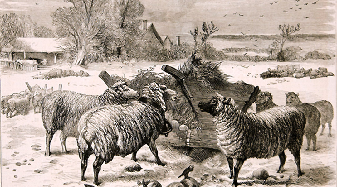 Troubles with Sheep – Historic Ipswich