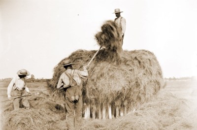 Gathering Salt Marsh Hay – Historic Ipswich