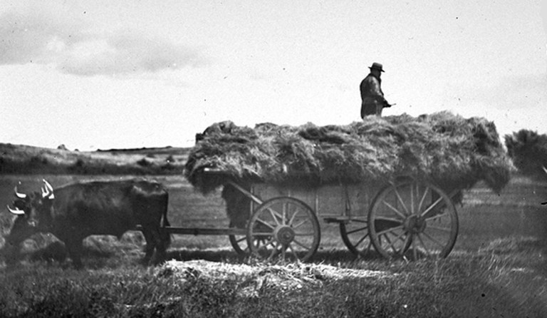 Gathering Salt Marsh Hay – Historic Ipswich